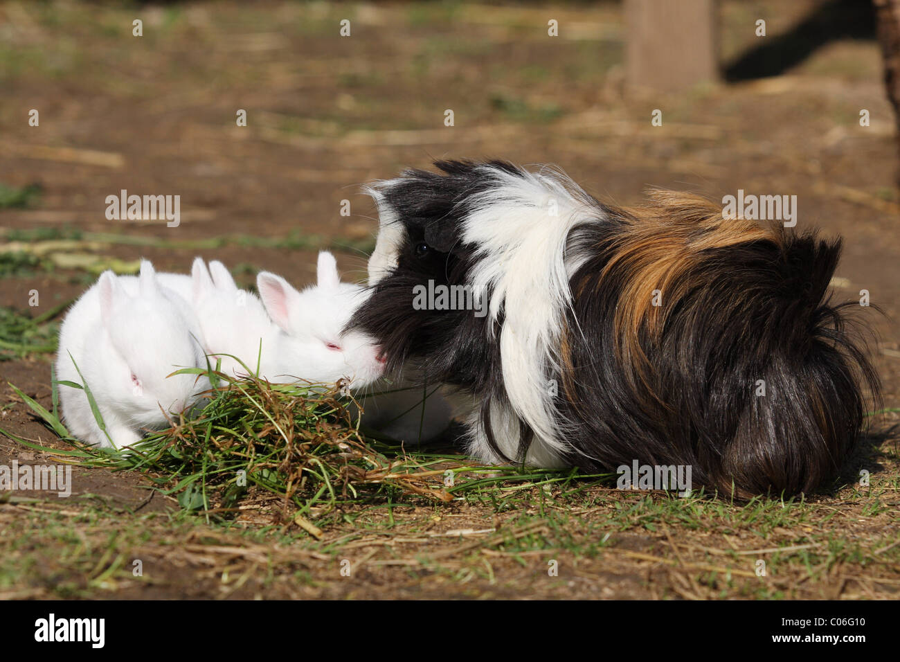 rabbit and guinea pig Stock Photo - Alamy