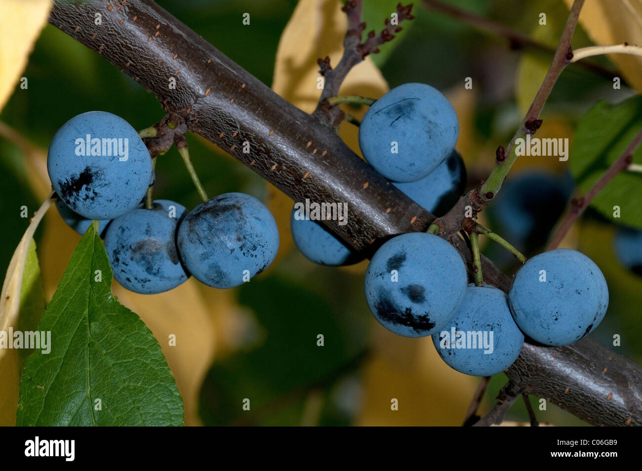 Plum tree autumn hi-res stock photography and images - Alamy