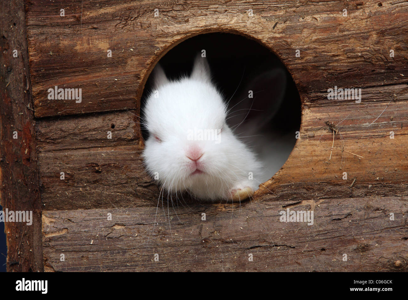 White rabbit sleep hi-res stock photography and images - Alamy