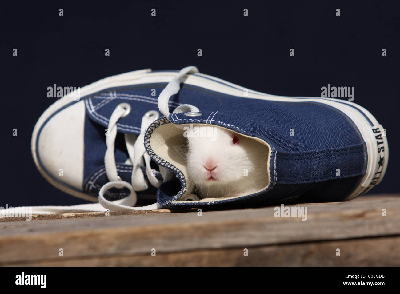 Bunny shoe hi-res stock photography and images - Alamy