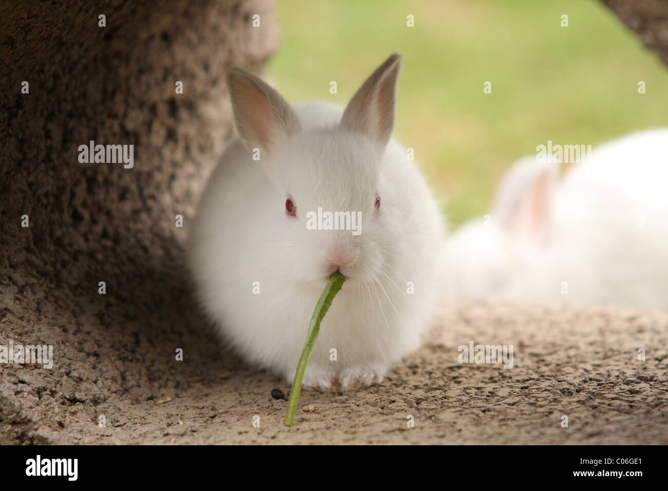 'white' rabbit eat outdoor hi-res stock photography and images - Alamy