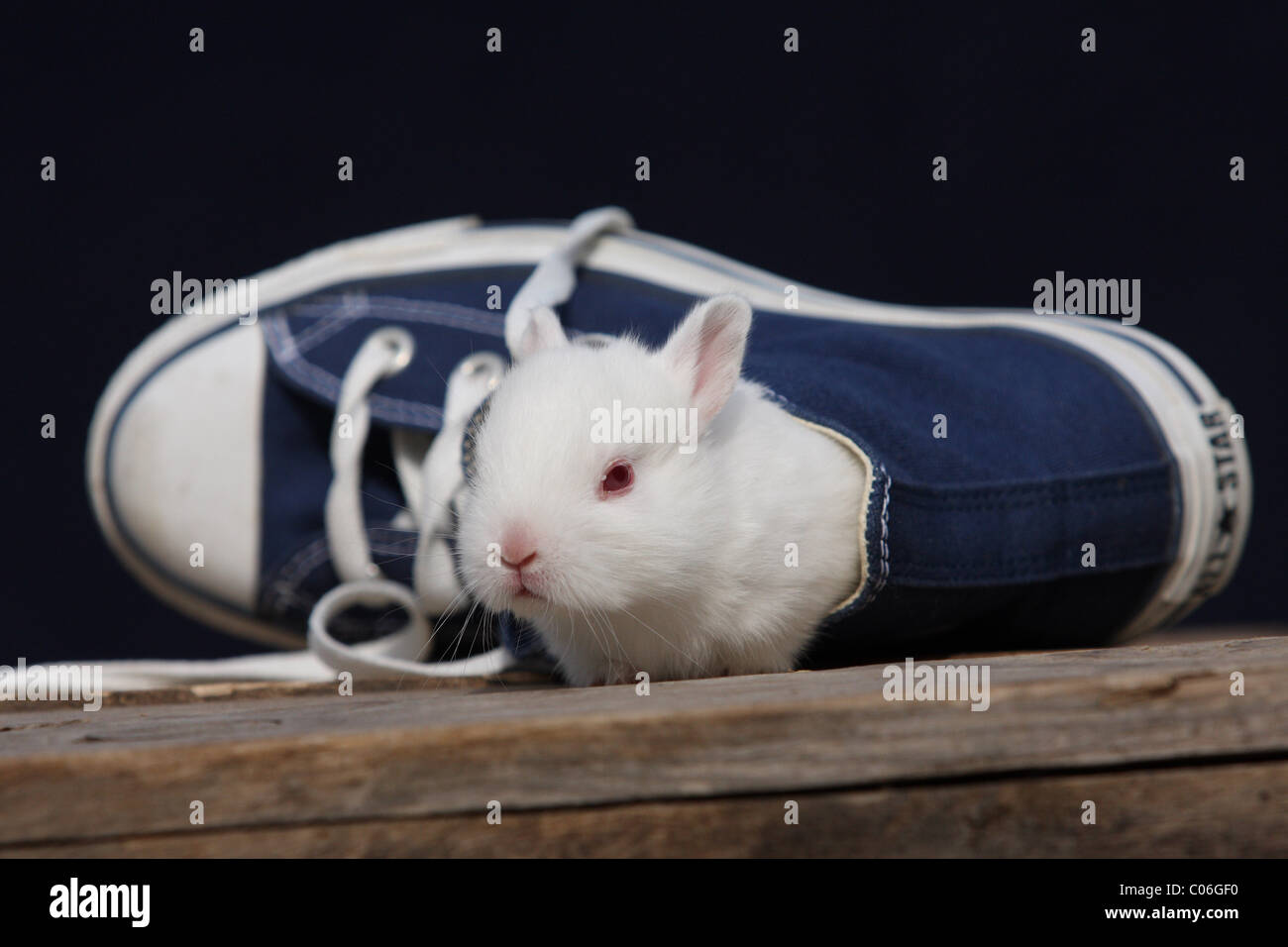 Rabbit shoes hi-res stock photography and images - Alamy