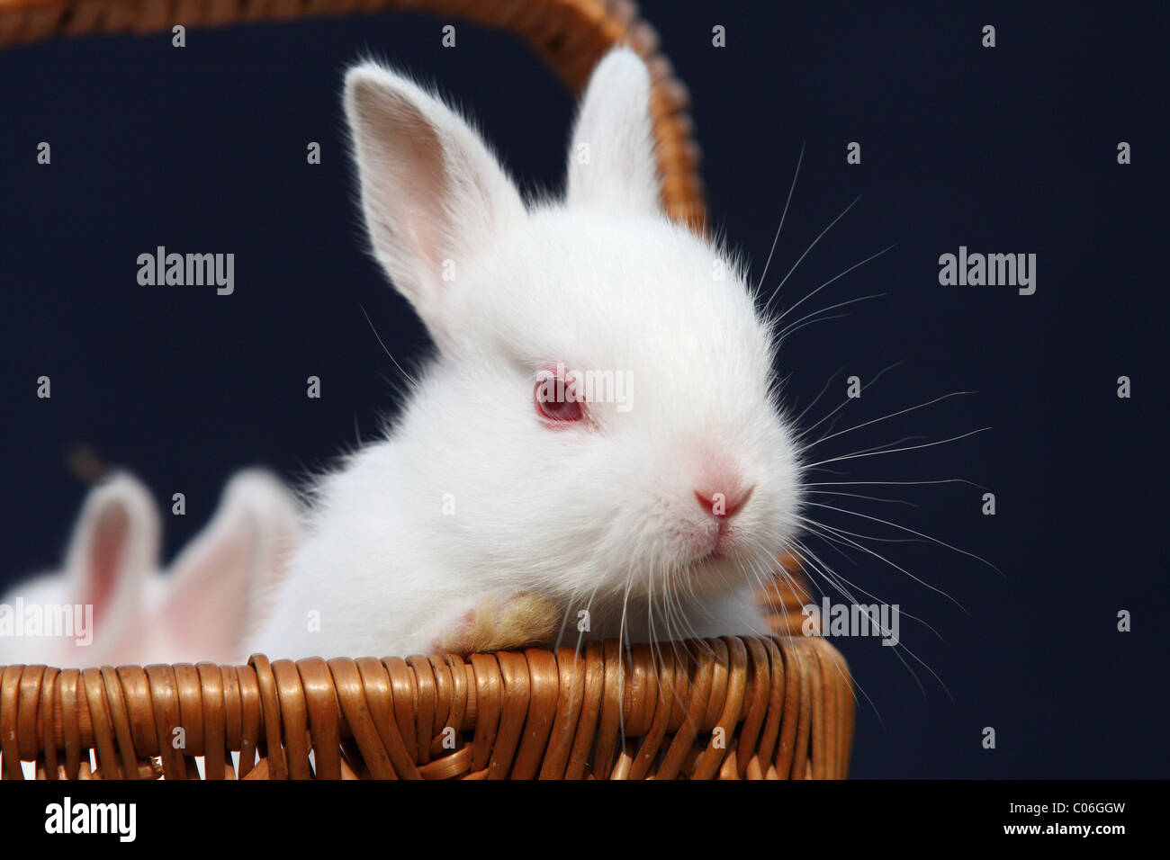White baby rabbit hi-res stock photography and images - Alamy