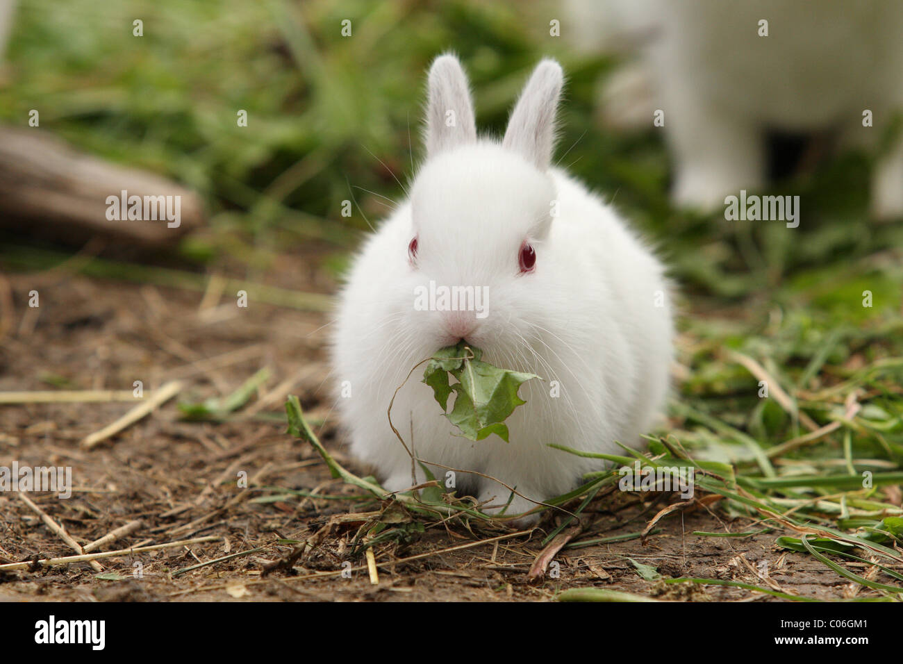 'white' rabbit eat outdoor hi-res stock photography and images - Alamy