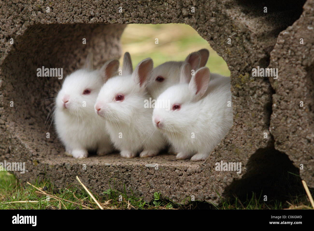Rabbits Group High Resolution Stock Photography and Images - Alamy