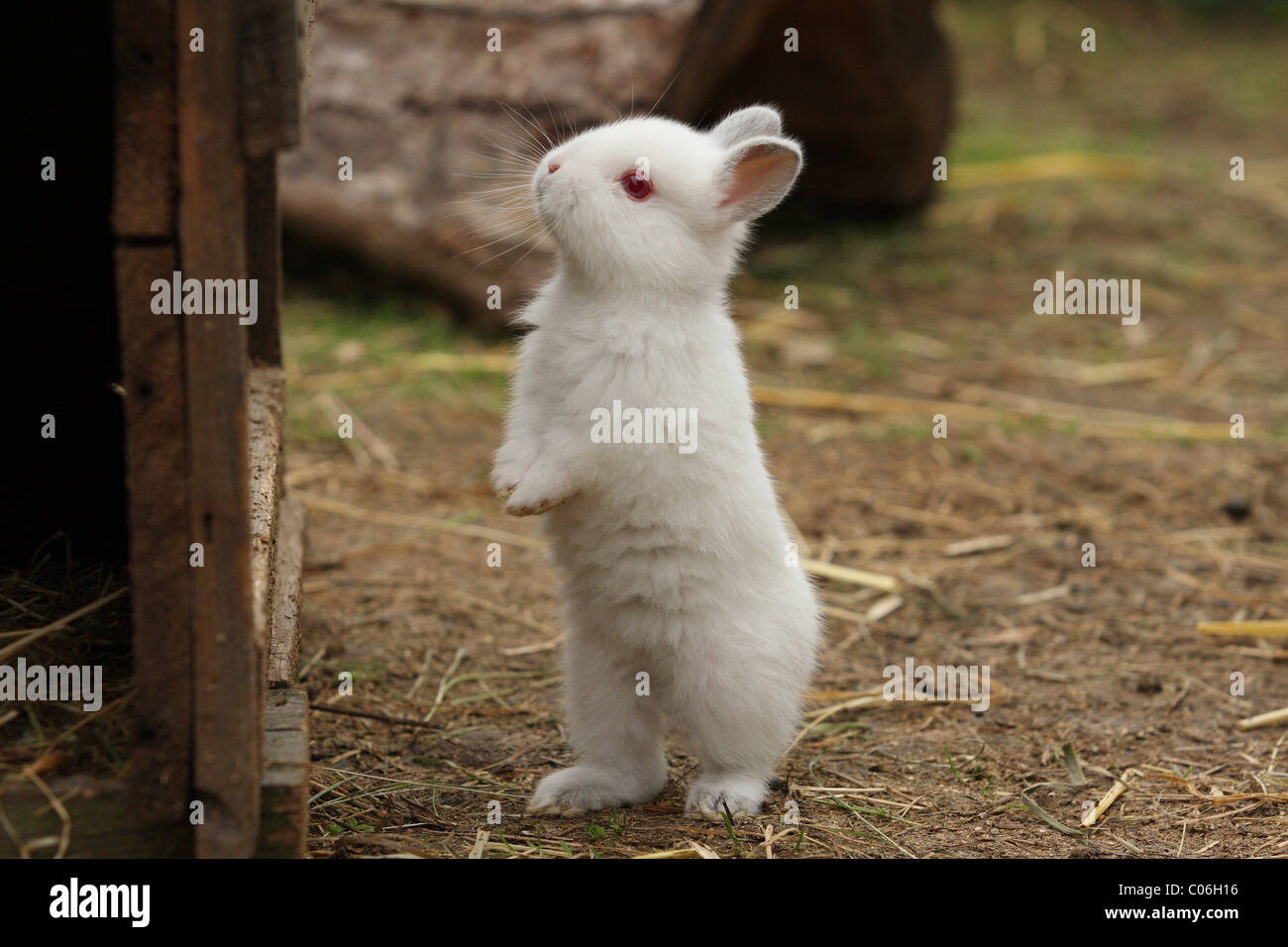Baby rabbits hi-res stock photography and images - Alamy