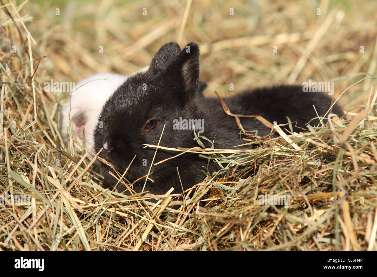 Two straw rabbits hi-res stock photography and images - Alamy