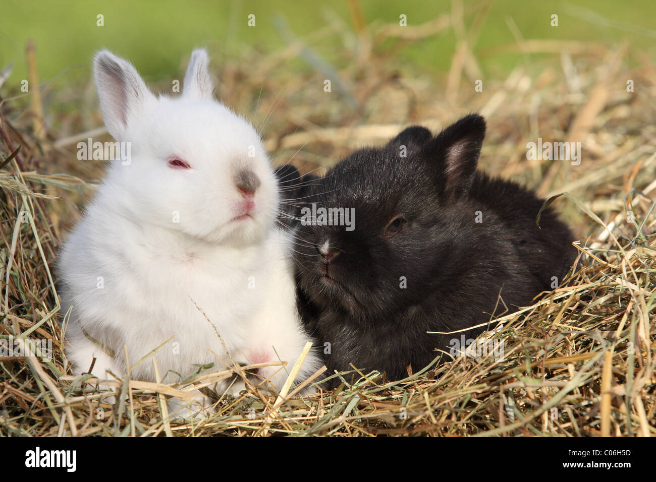 young rabbit Stock Photo - Alamy