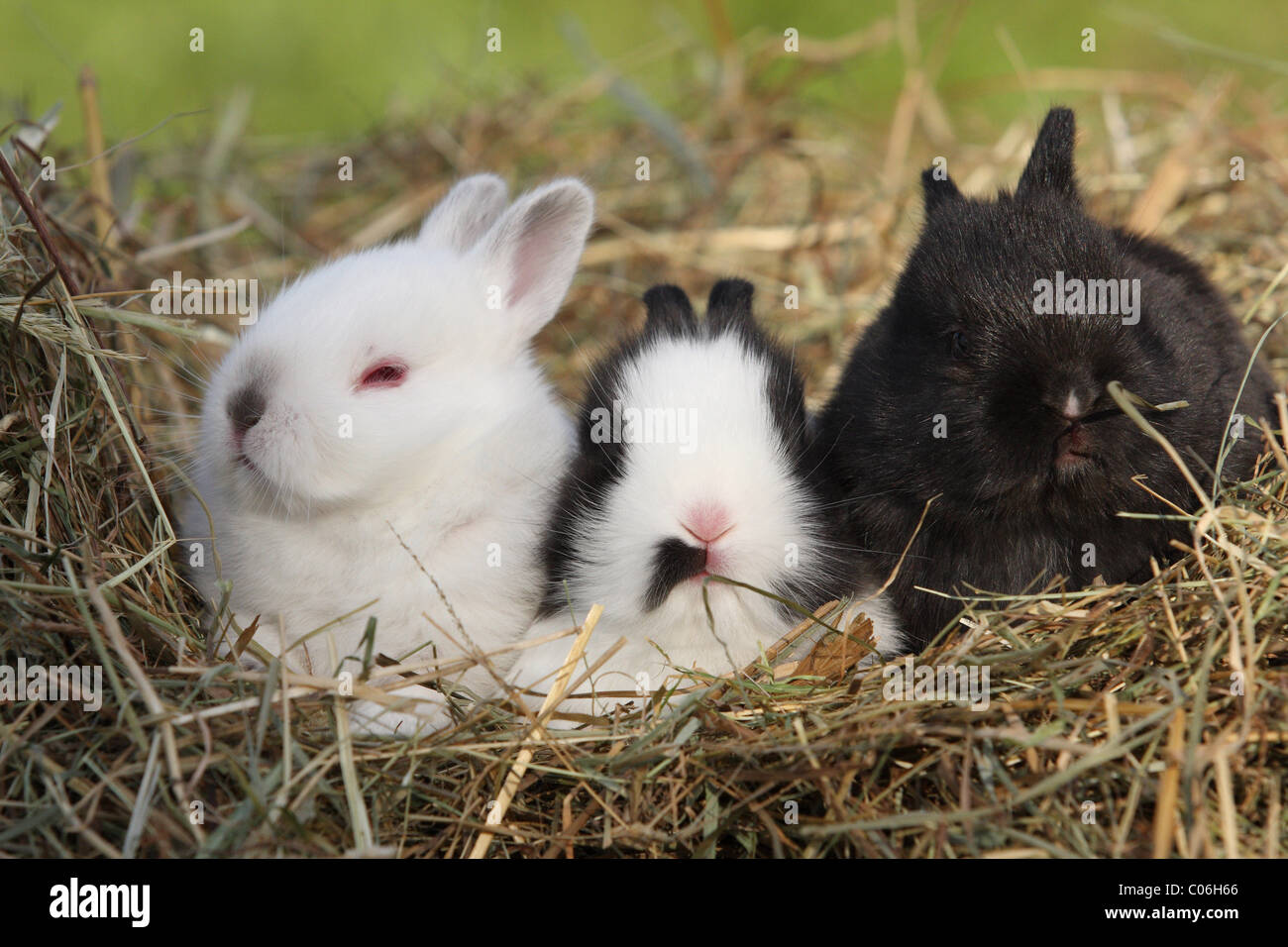3 three bunny rabbit bunny rabbits hi-res stock photography and images ...