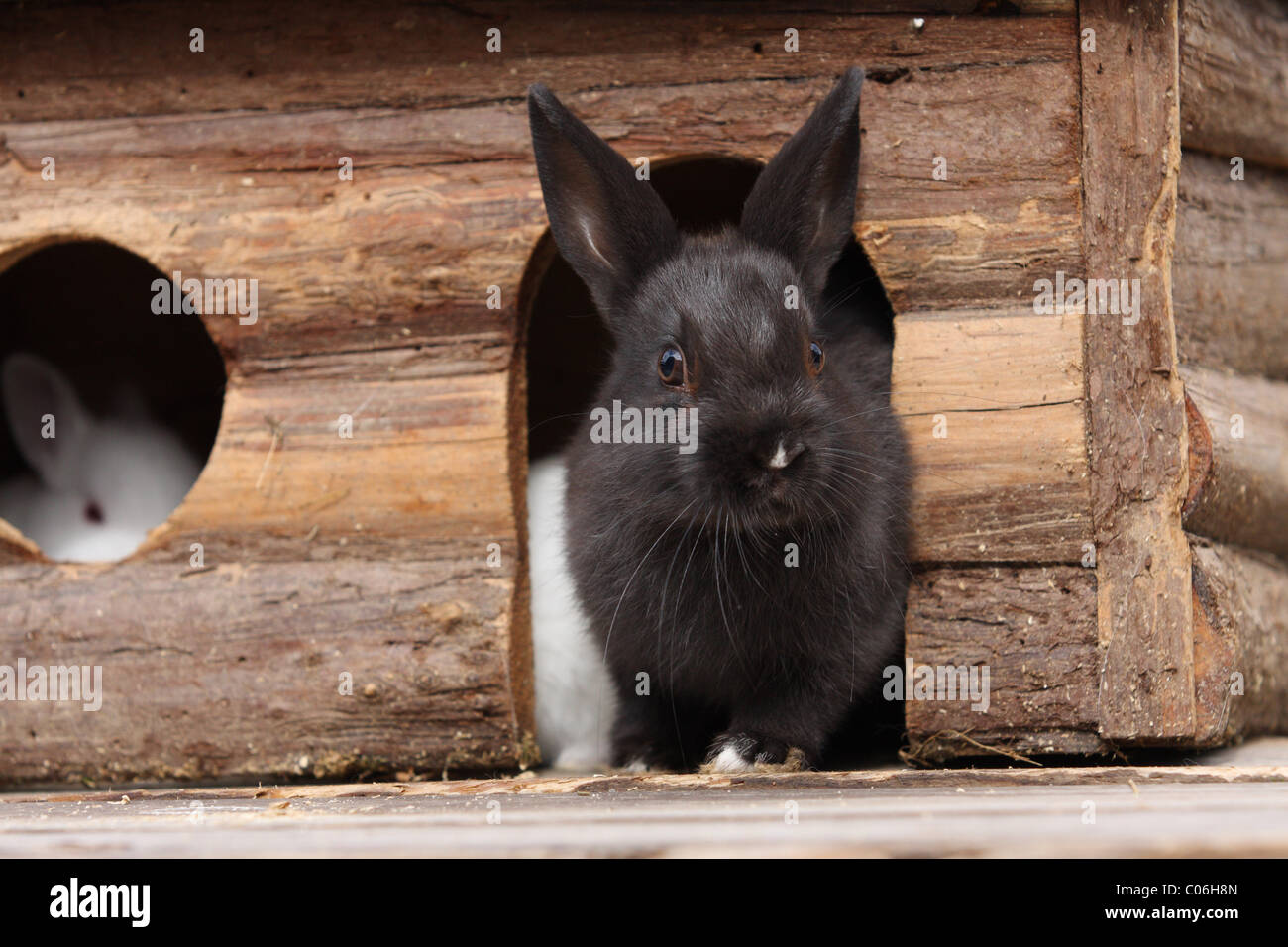 Pygmy house hi-res stock photography and images - Alamy