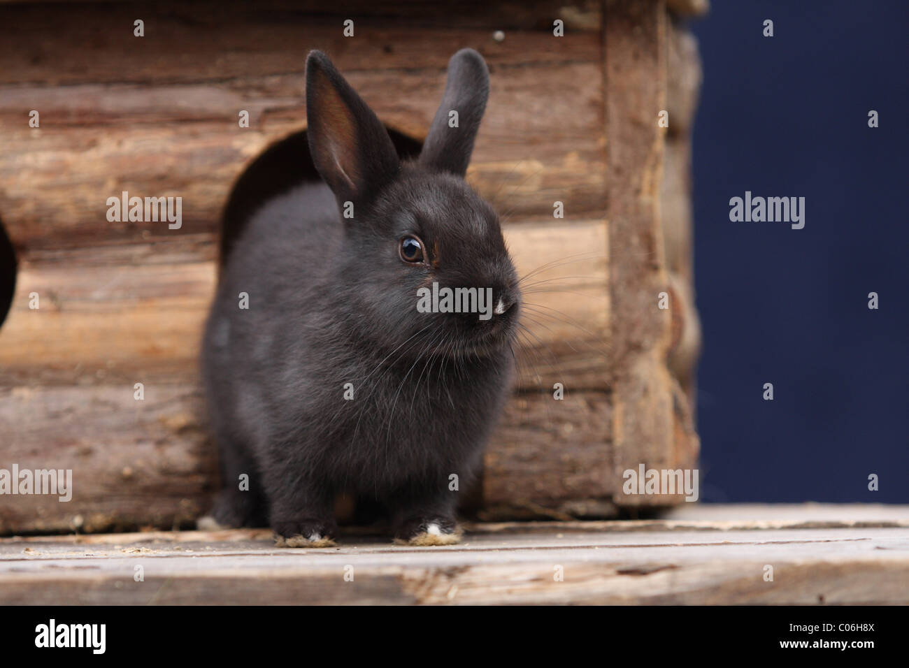 Pygmy house hi-res stock photography and images - Alamy