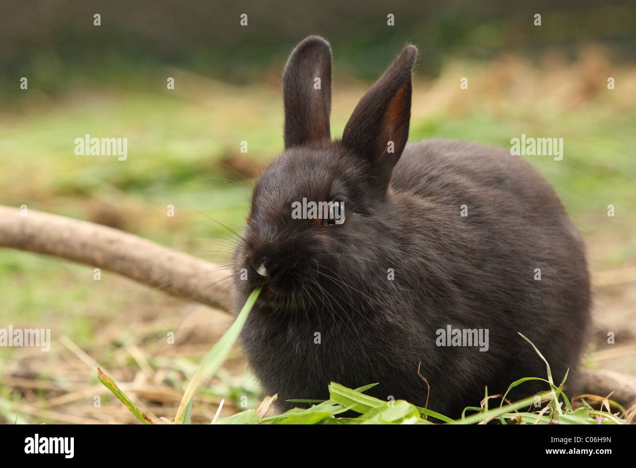 Rabbit side view eating grass hi-res stock photography and images - Alamy