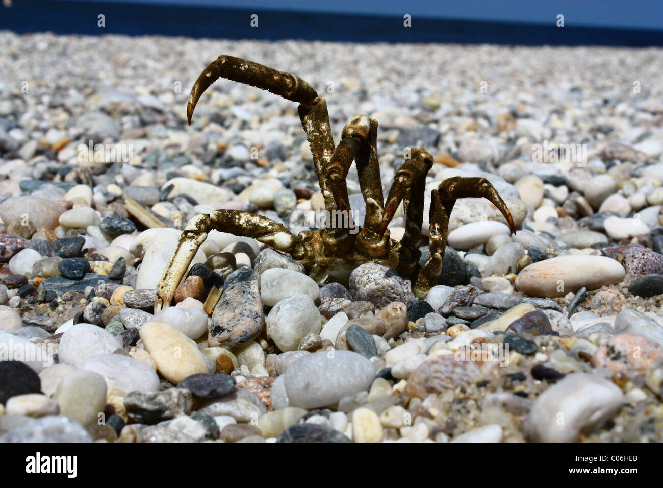 crab digging out of a stone beach with shoreline background Stock Photo ...