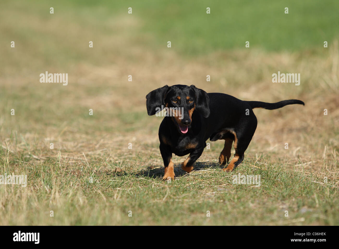 Teckel dachshund dog hi-res stock photography and images - Alamy