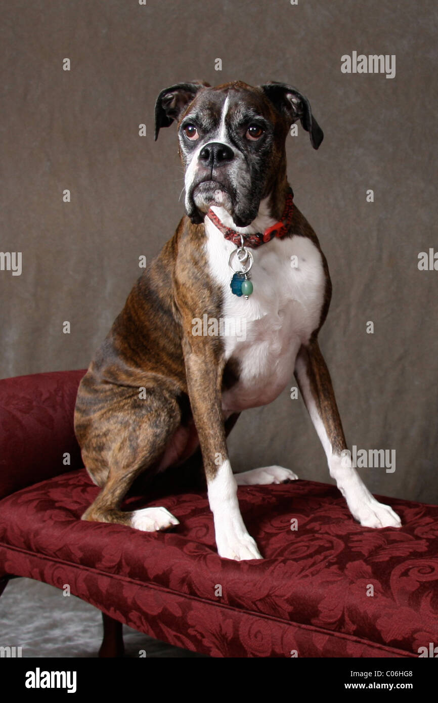My beautiful boxer Stock Photo - Alamy