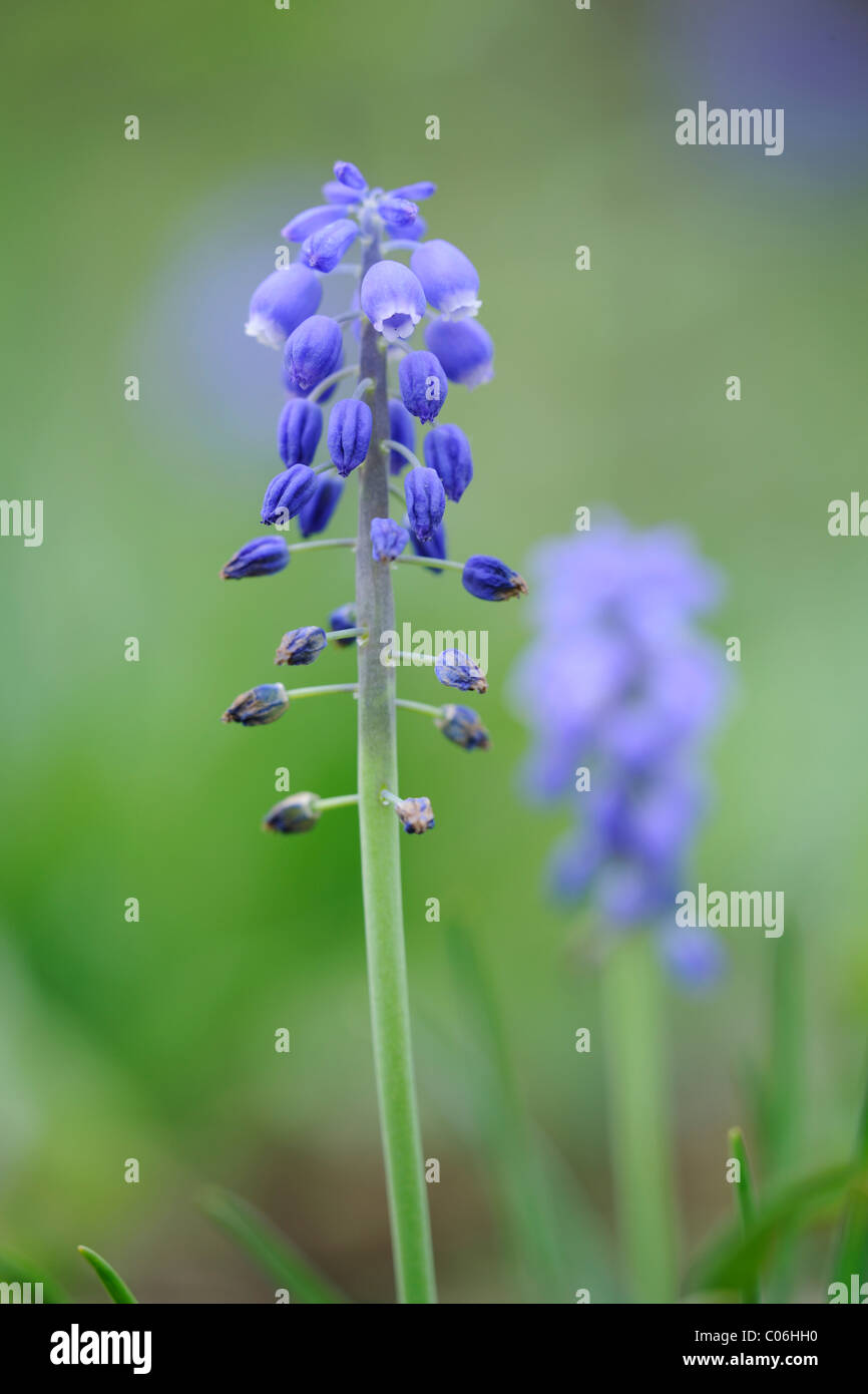 Varieties of grape hyacinths hi-res stock photography and images - Alamy