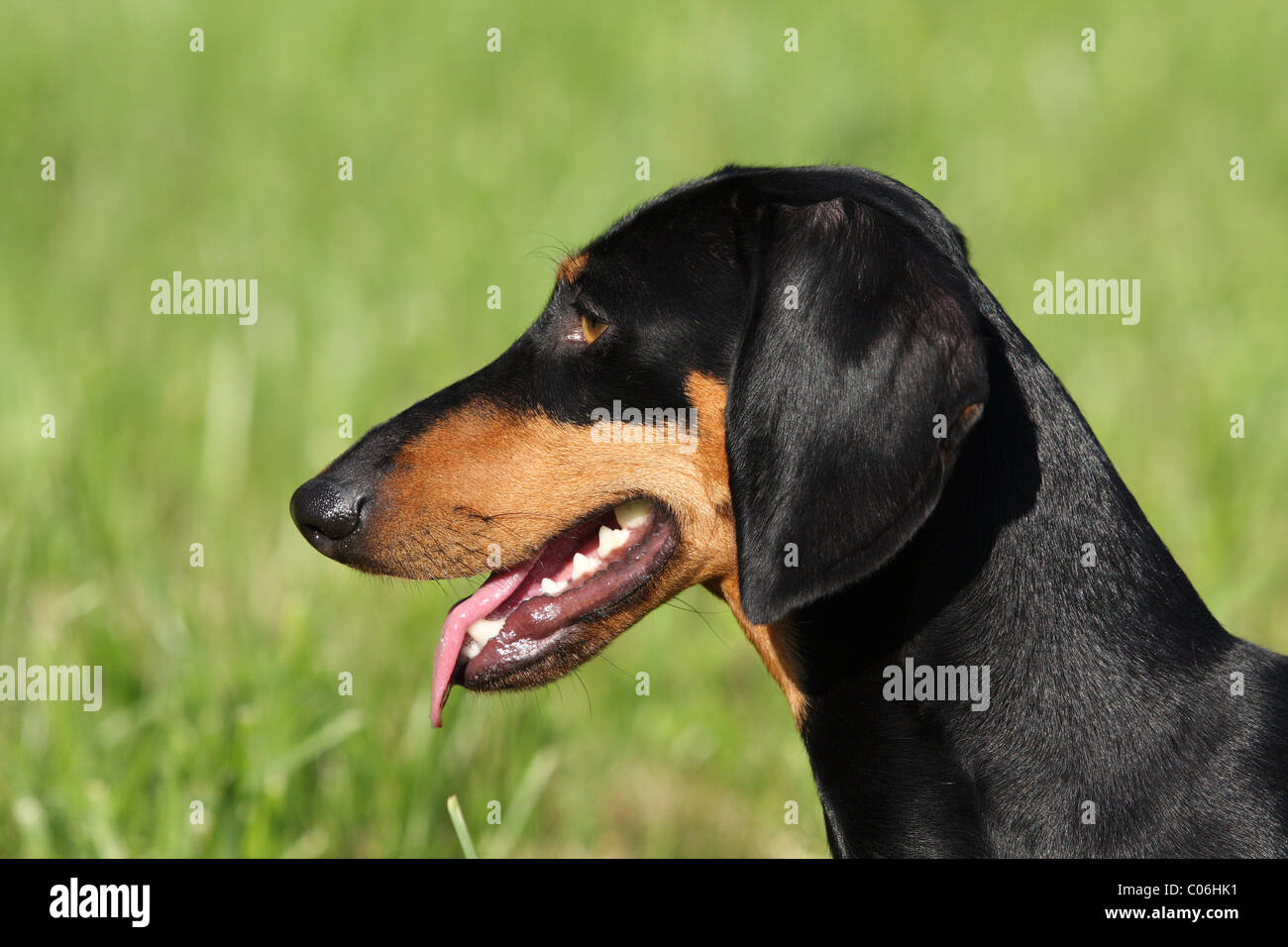 Teckel dachshund dog hi-res stock photography and images - Alamy