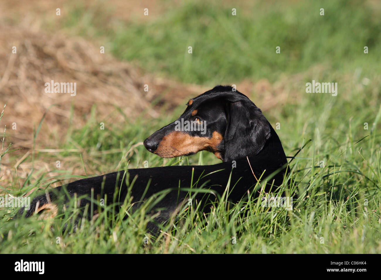 Black tan teckel hi-res stock photography and images - Alamy
