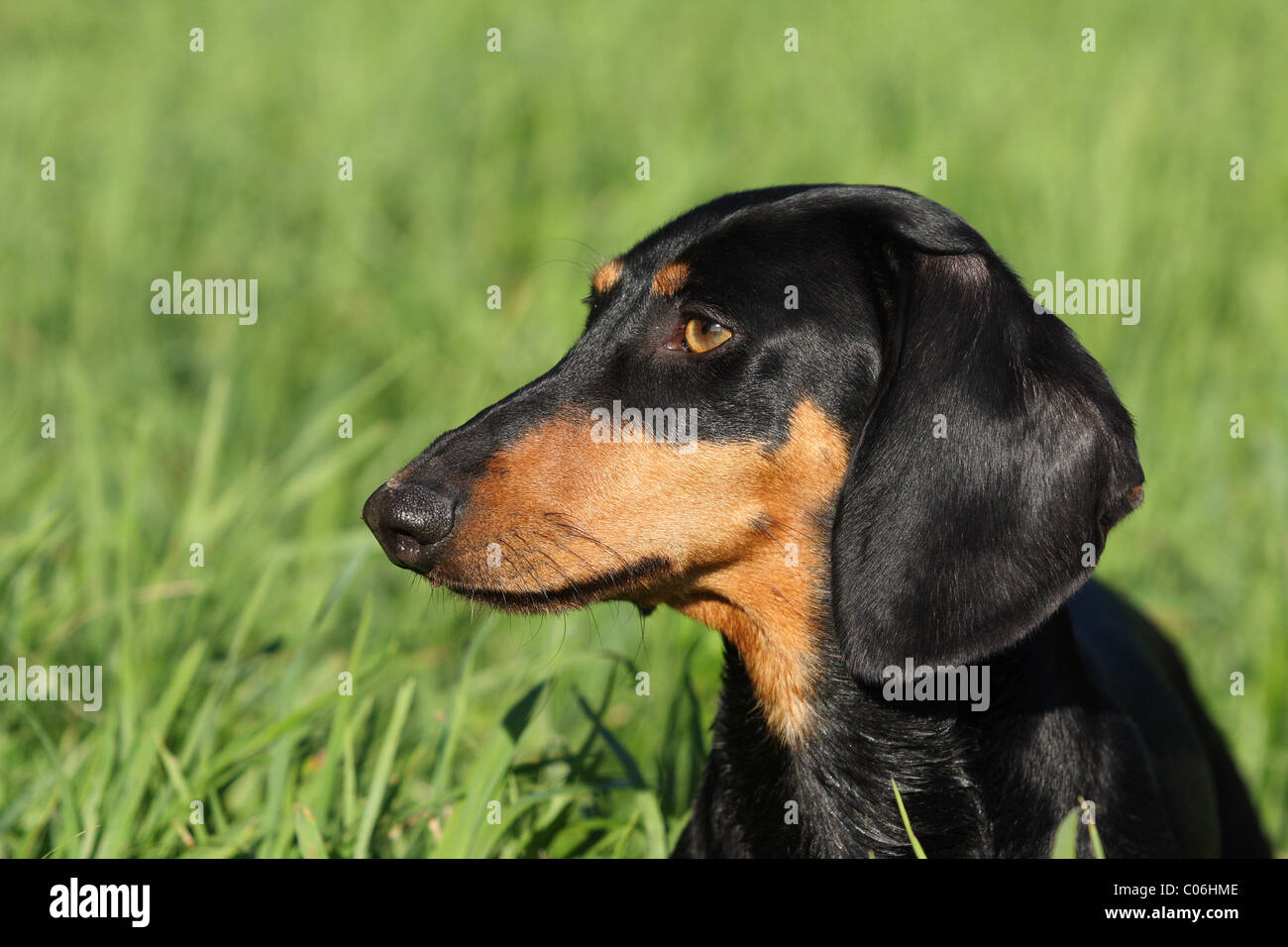 Teckel head hi-res stock photography and images - Alamy