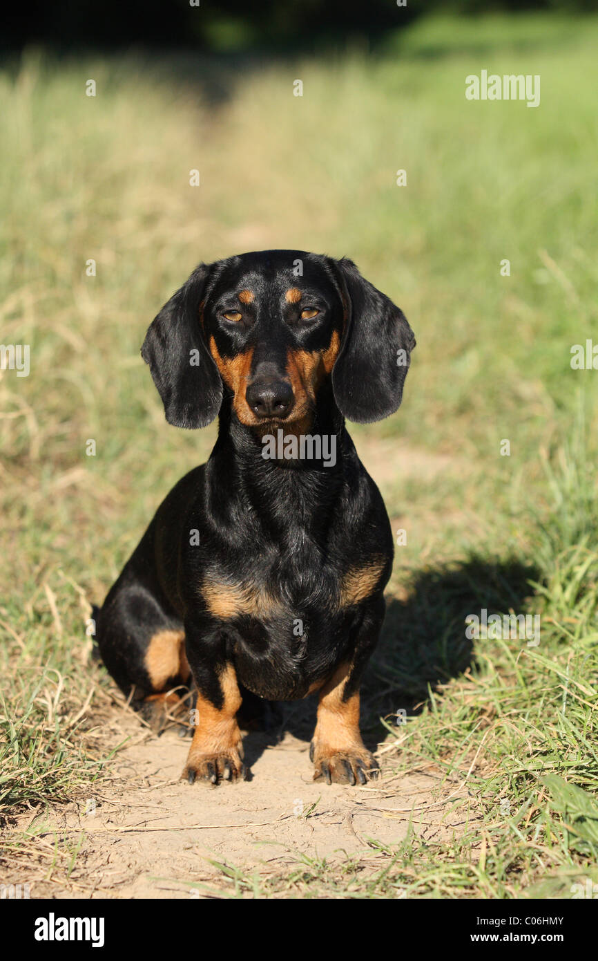 Black teckel hi-res stock photography and images - Alamy