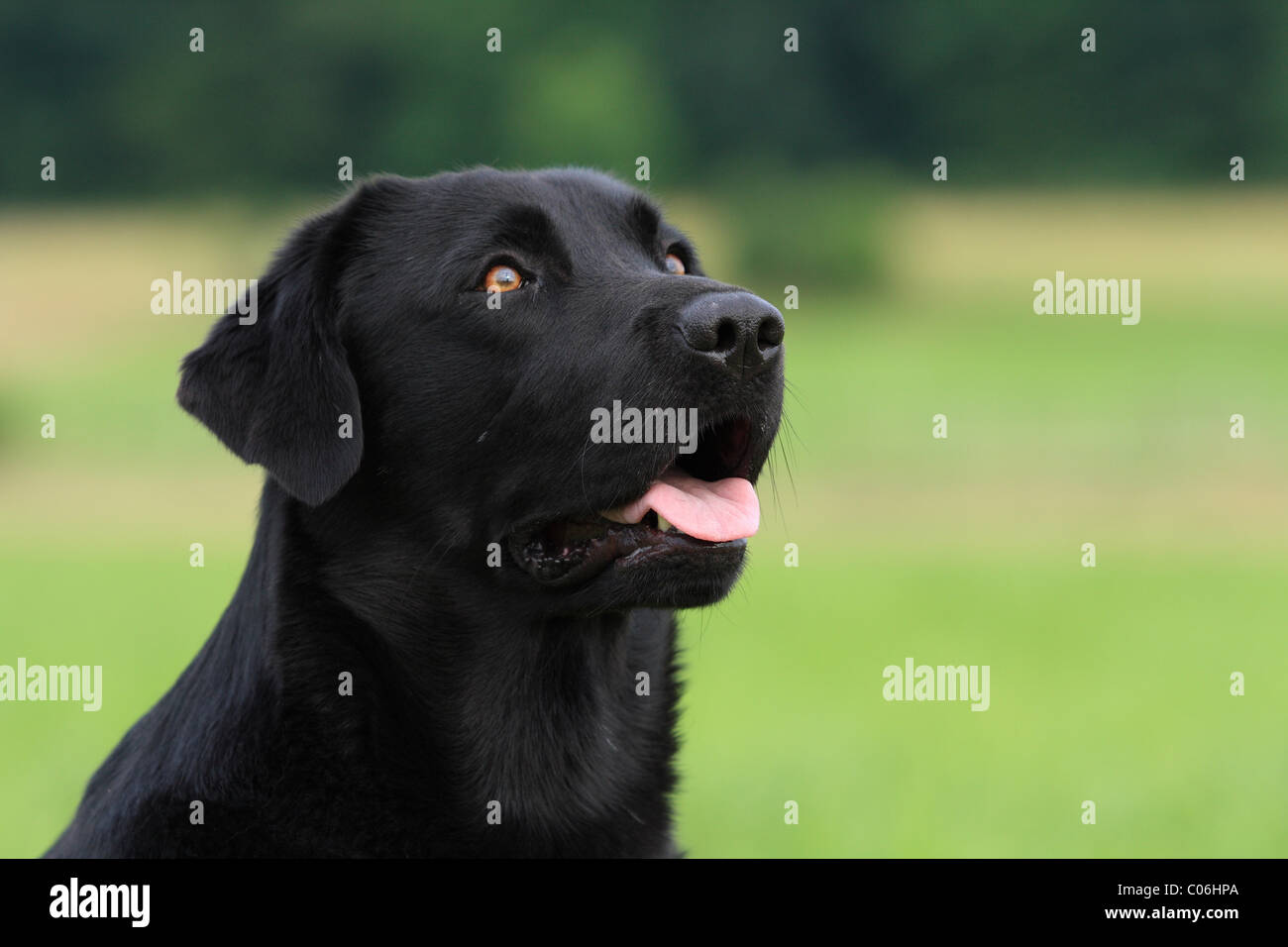 black Labrador Retriever Stock Photo - Alamy