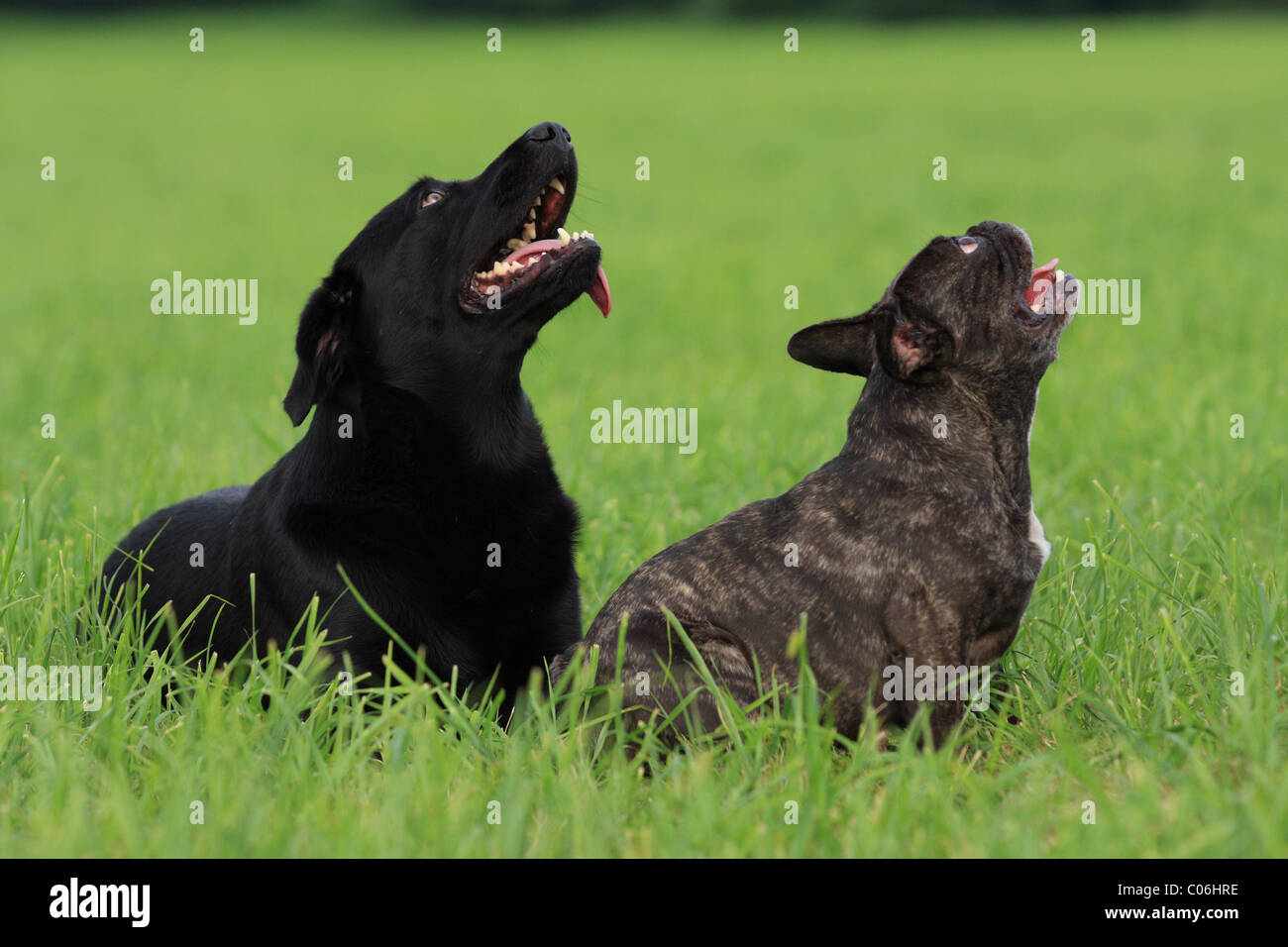 Two black labrador dogs hi-res stock photography and images - Alamy