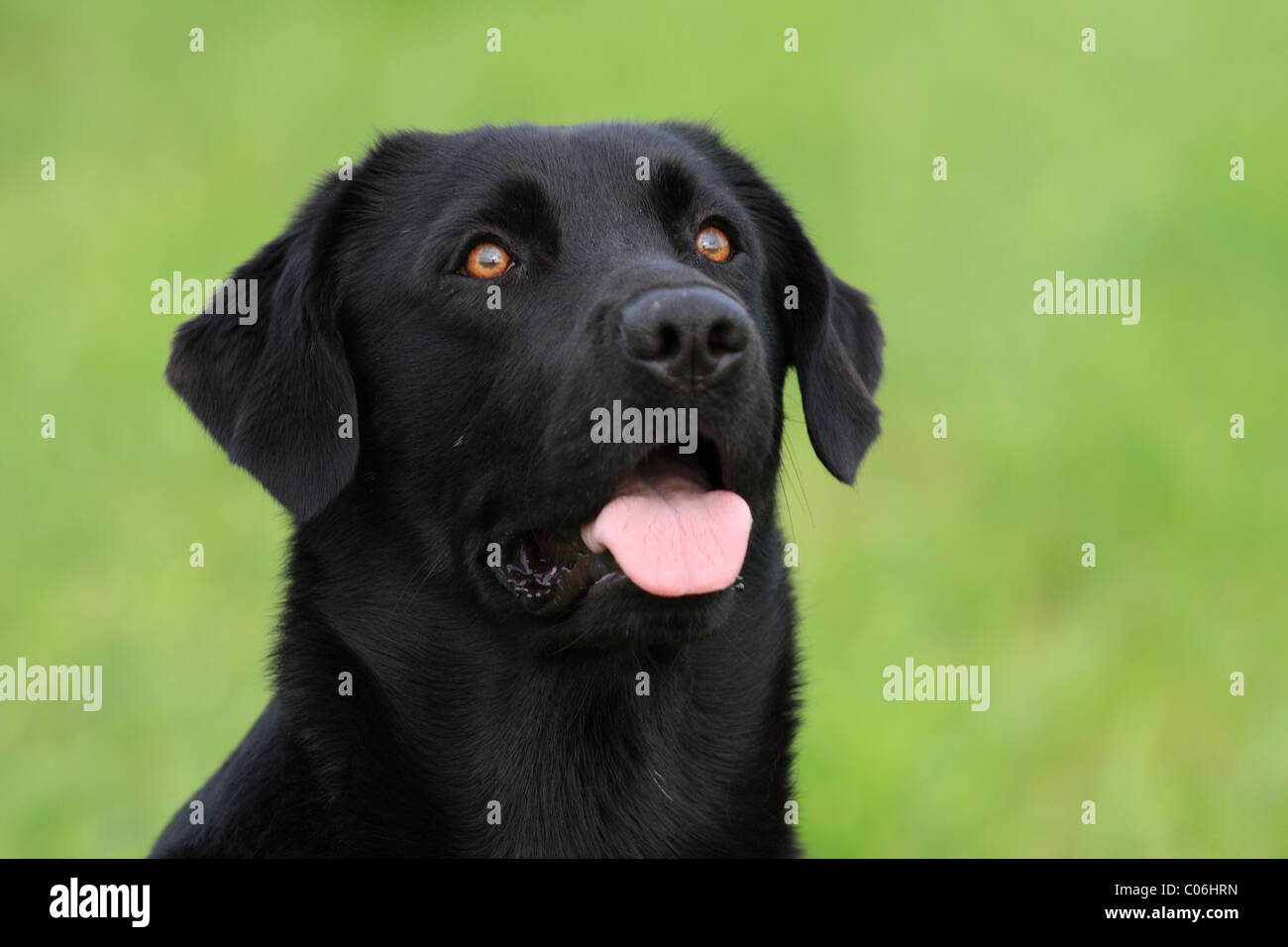 black Labrador Retriever Stock Photo - Alamy
