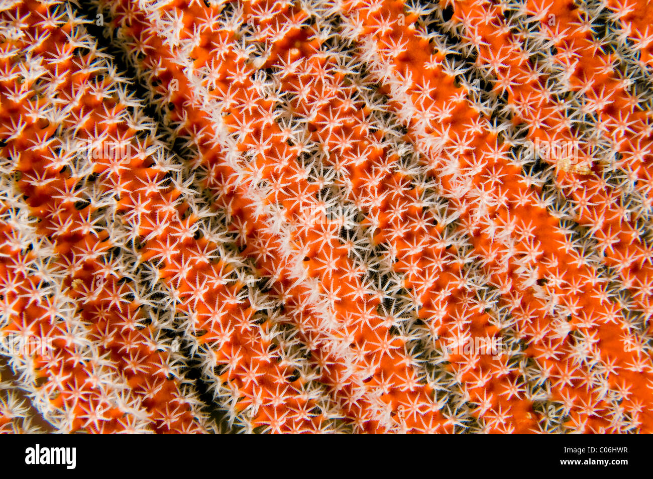 Line Coral close-up, Thailand Stock Photo - Alamy