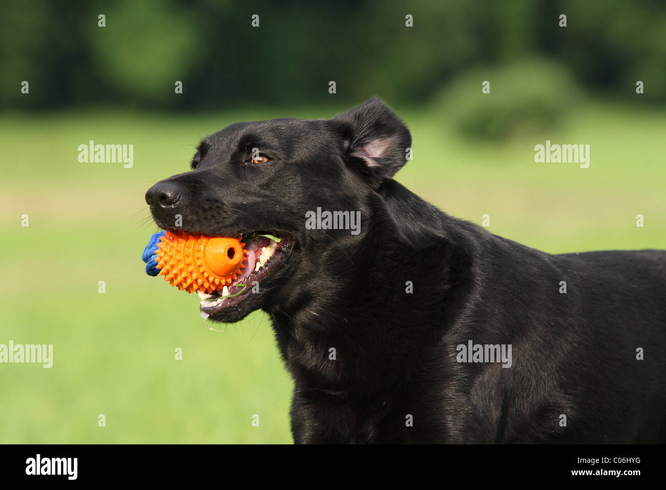black Labrador Retriever Stock Photo - Alamy