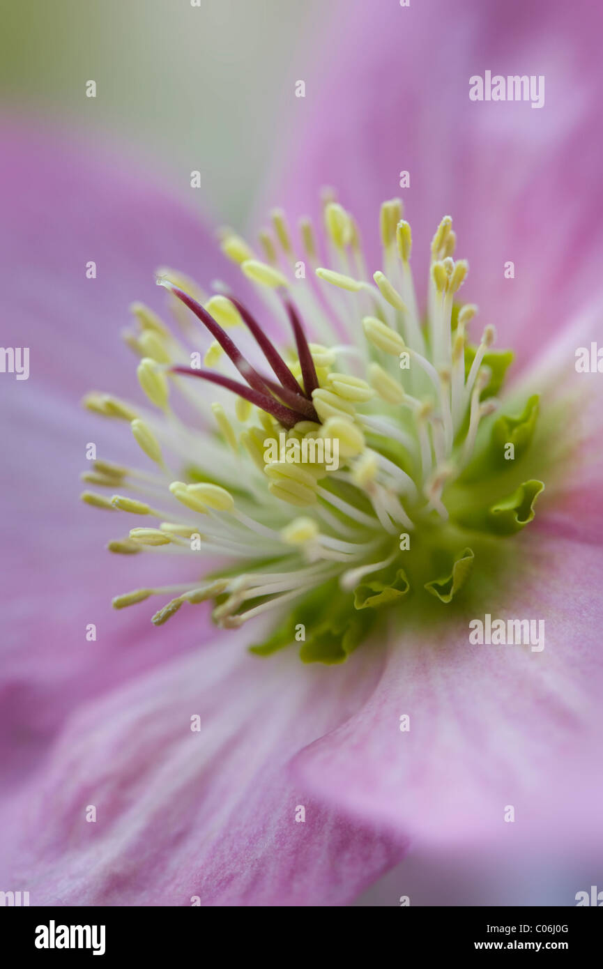 Downward facing flowers hi-res stock photography and images - Alamy
