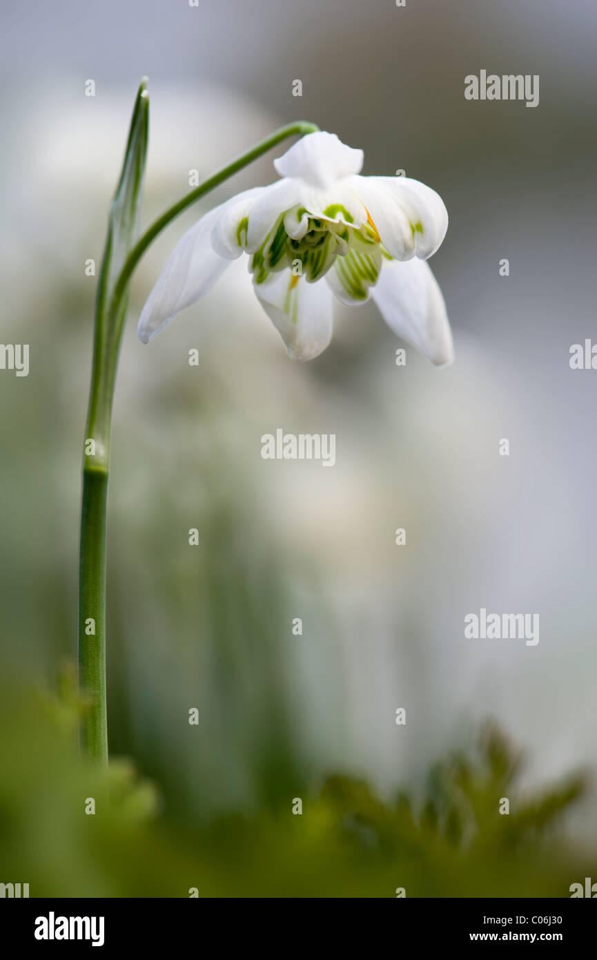 Double flowering Snowdrop - Galanthus nivalis 'Flore Pleno' Stock Photo ...