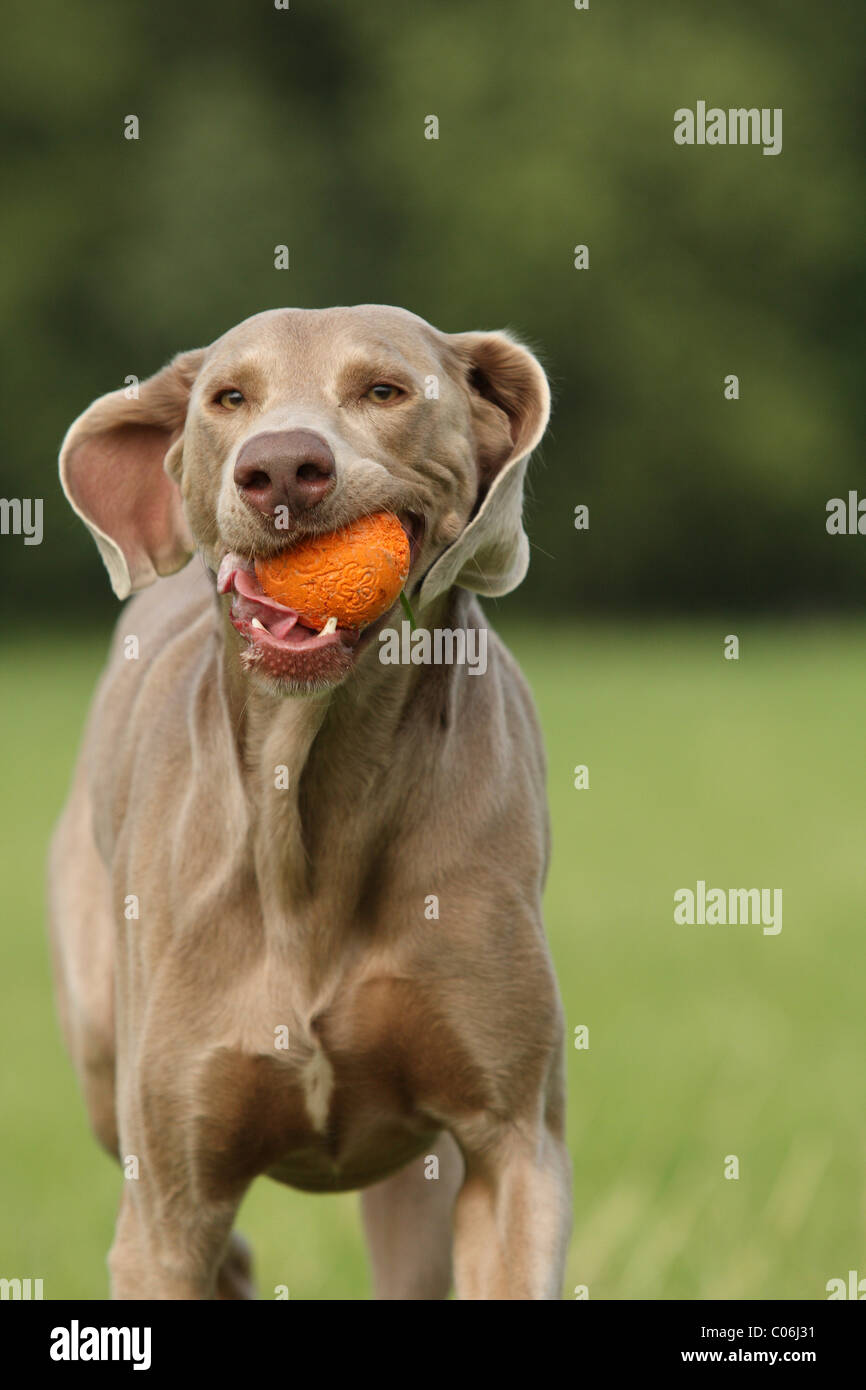 Weimaraners hi-res stock photography and images - Alamy