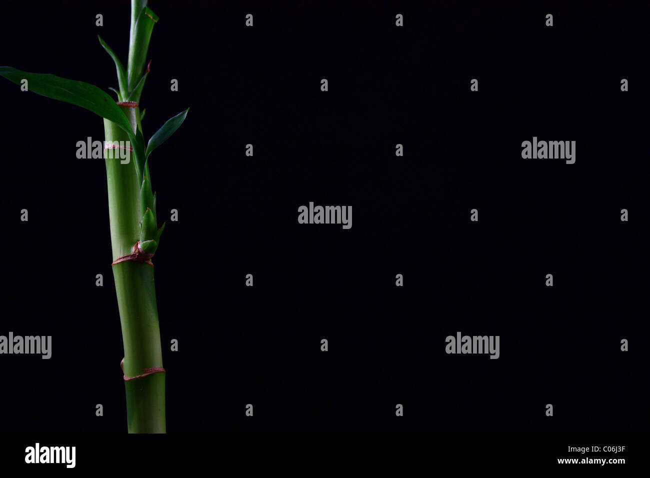 single bamboo stalk sidelighted against black background Stock Photo ...