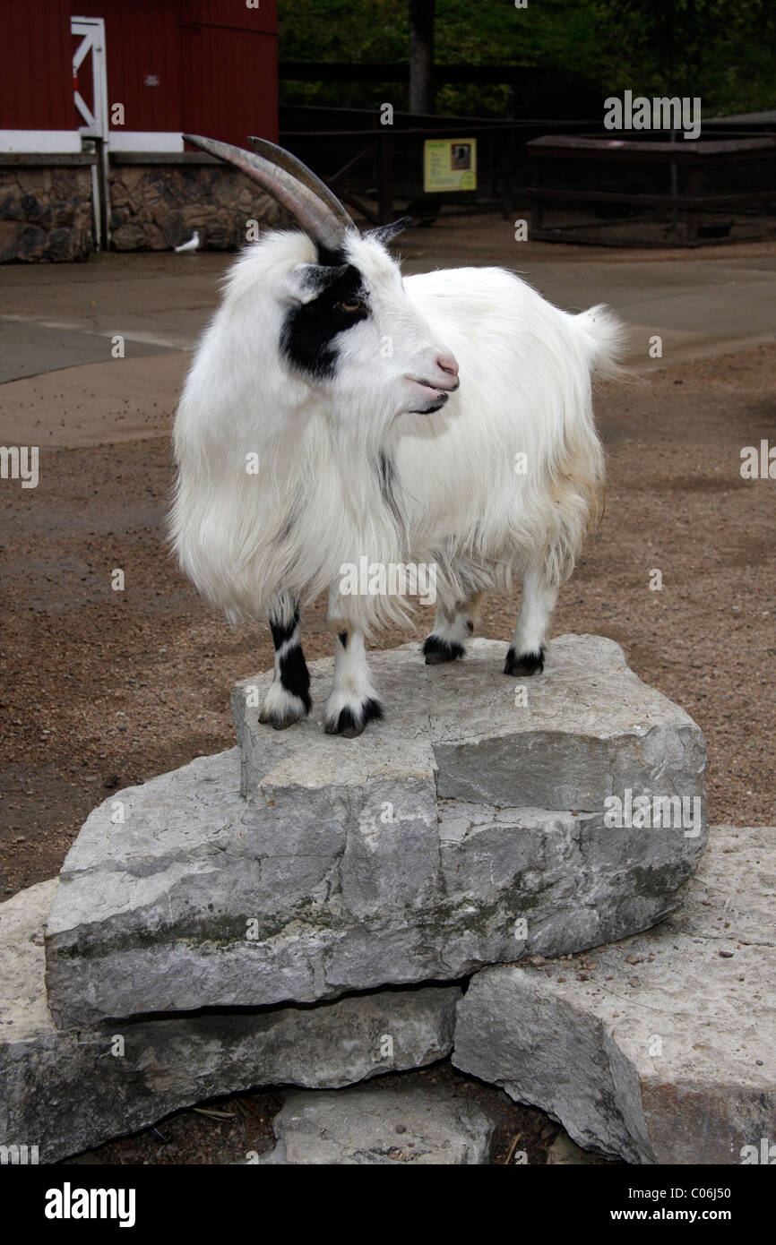 Zoo goat hi-res stock photography and images - Alamy
