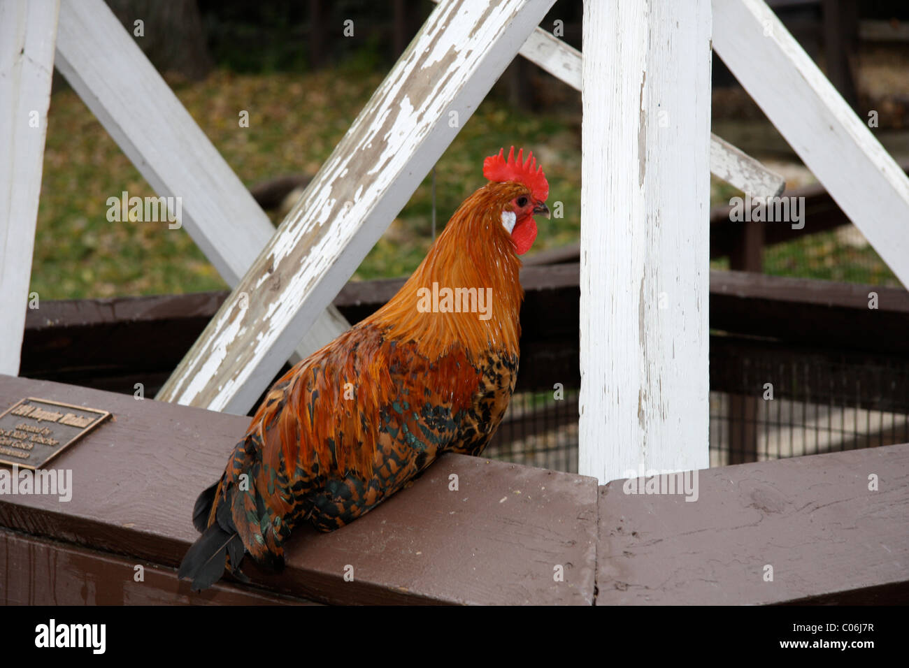Rooster at the zoo Stock Photo - Alamy