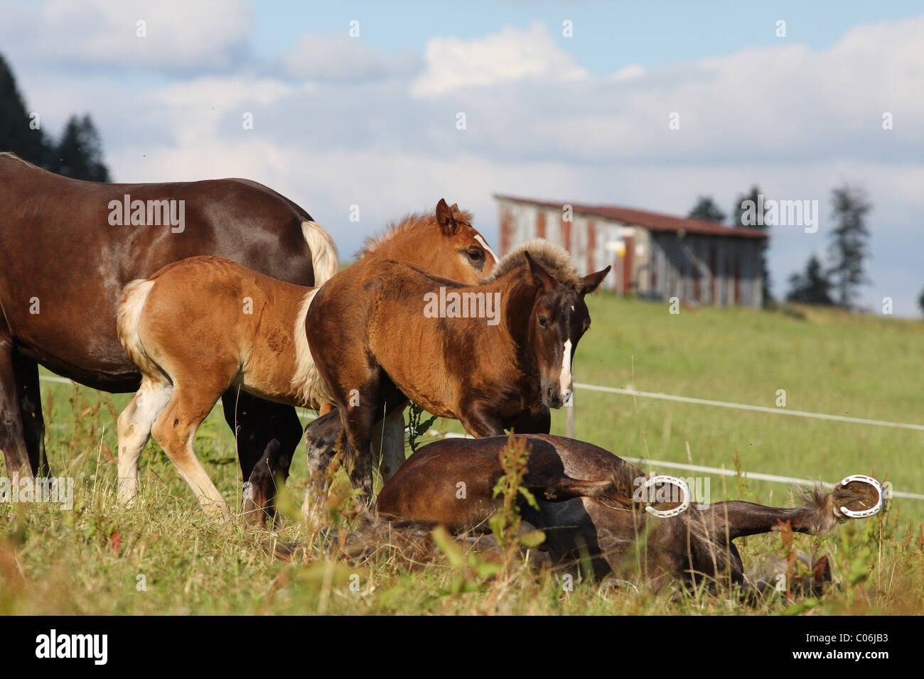 mare with foal Stock Photo - Alamy