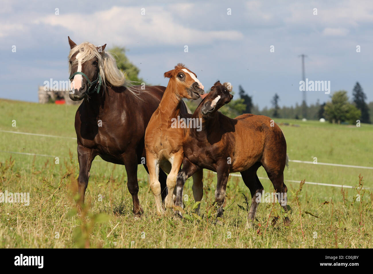 mare with foal Stock Photo - Alamy
