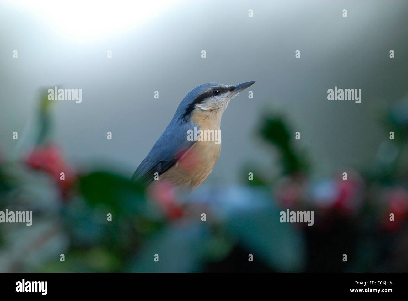 Close-up image of a European Nuthatch - Sitta europaea garden bird ...