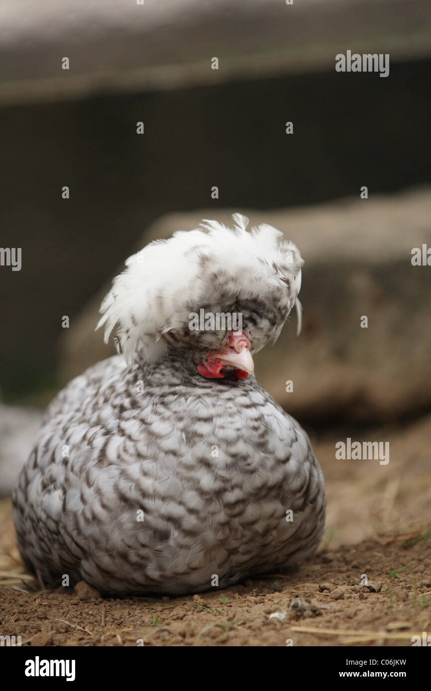 Breed of crested chickens hi-res stock photography and images - Alamy