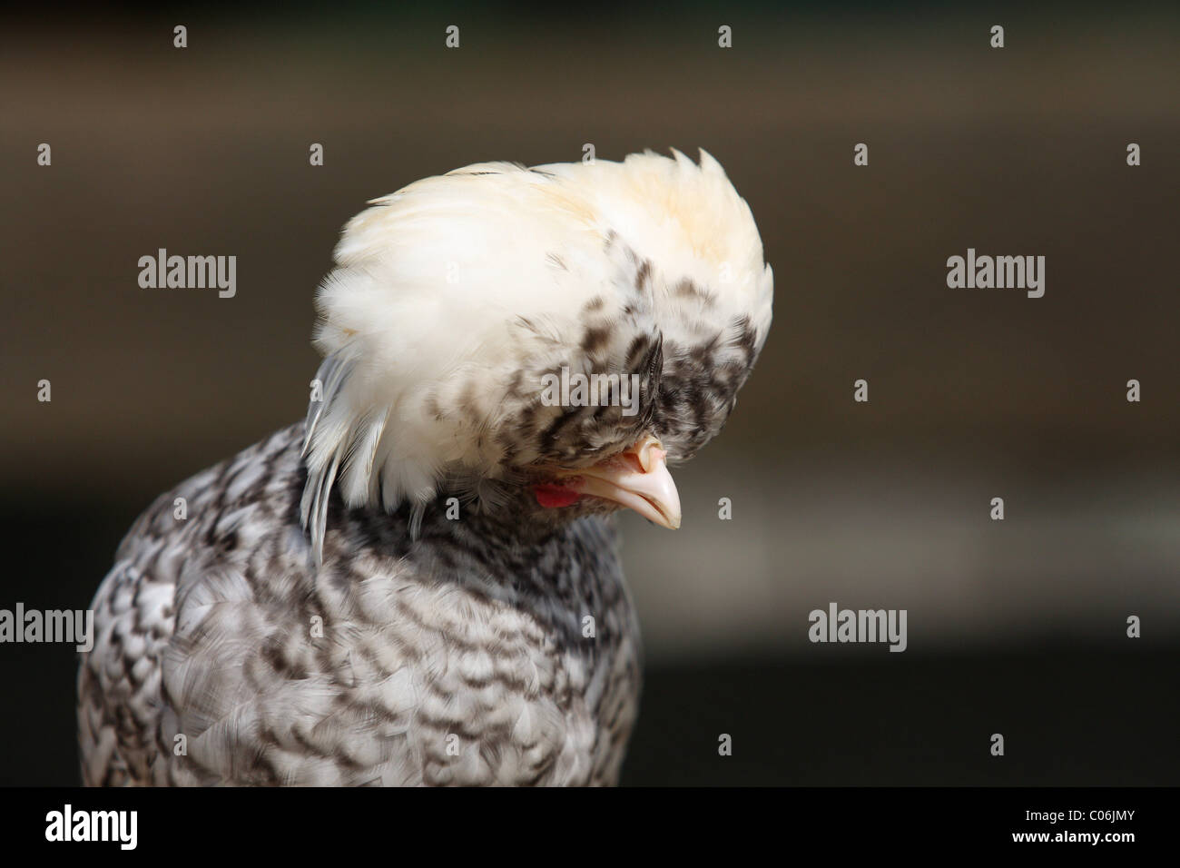 Farm animal polish hen portrait chicken hi-res stock photography and ...
