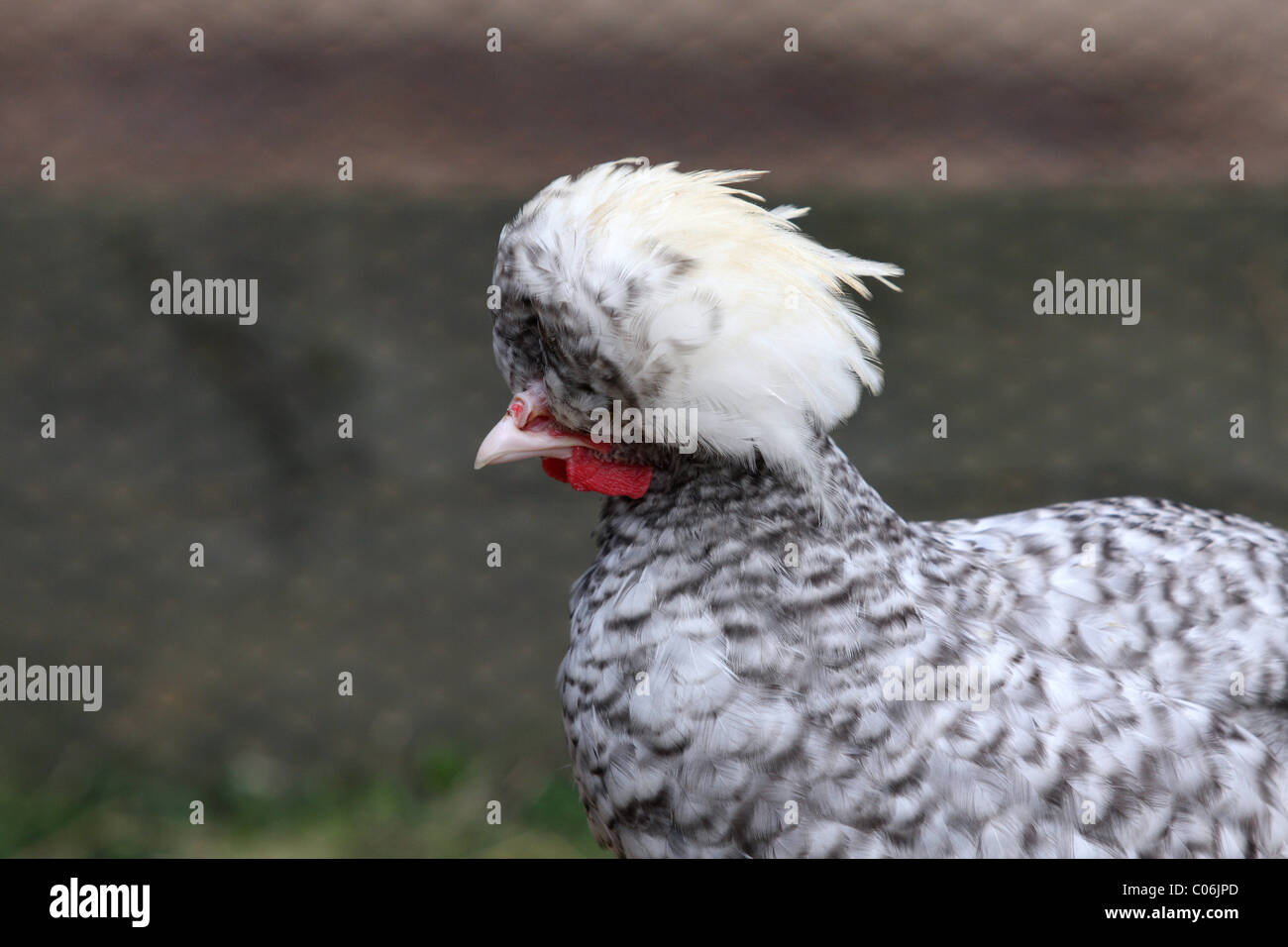 Chicken Heads High Resolution Stock Photography and Images - Alamy
