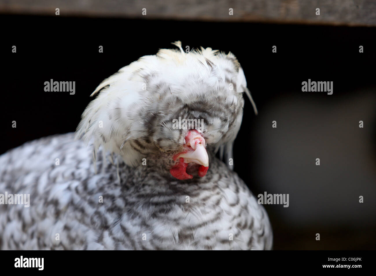 Chicken Heads High Resolution Stock Photography and Images - Alamy