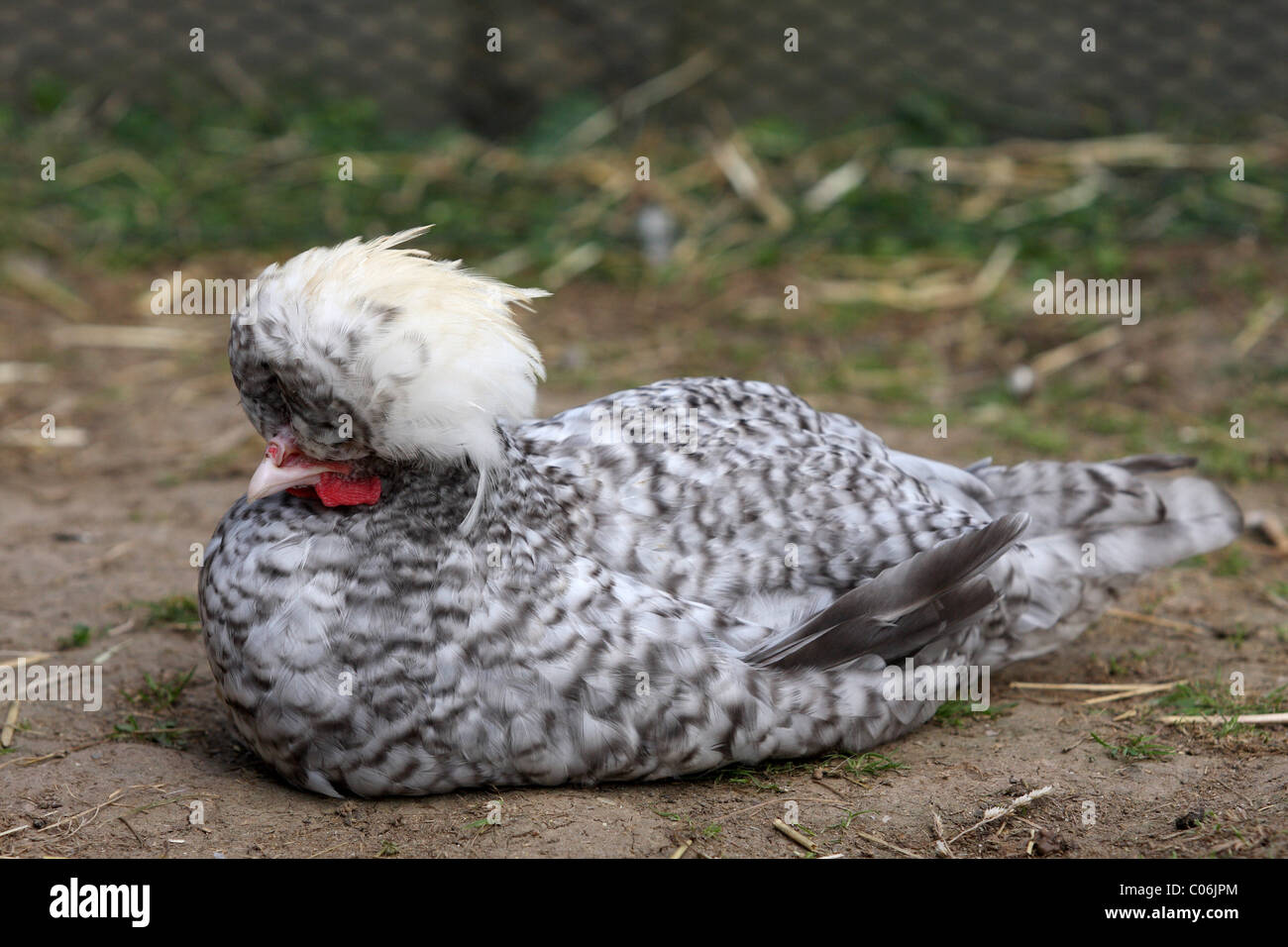 Breed of crested chickens hi-res stock photography and images - Alamy