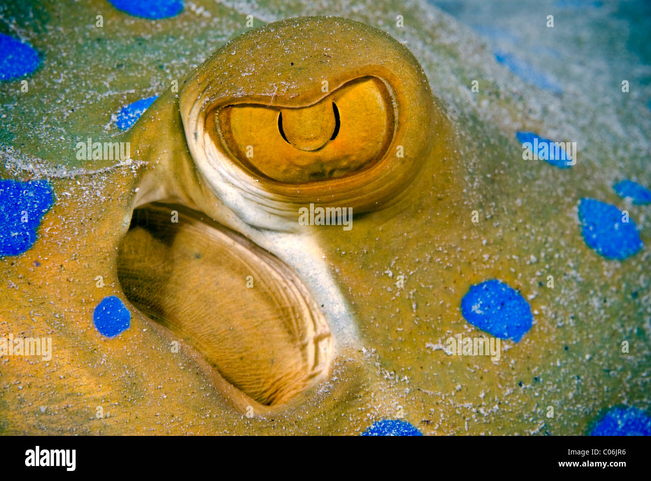 Stingray eye hi-res stock photography and images - Alamy