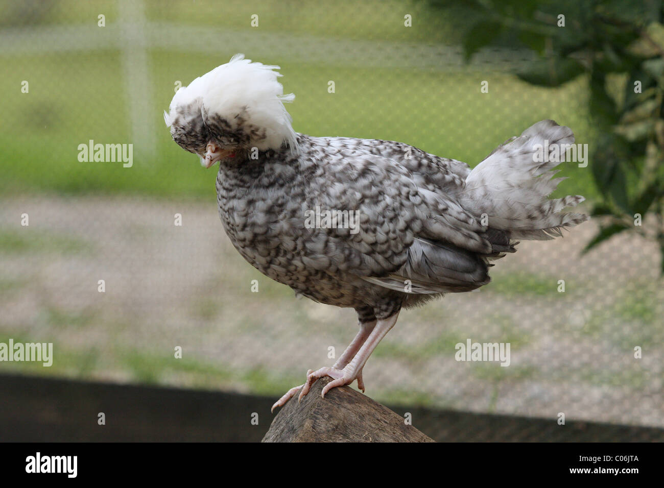 Foraging domestic chickens hi-res stock photography and images - Alamy