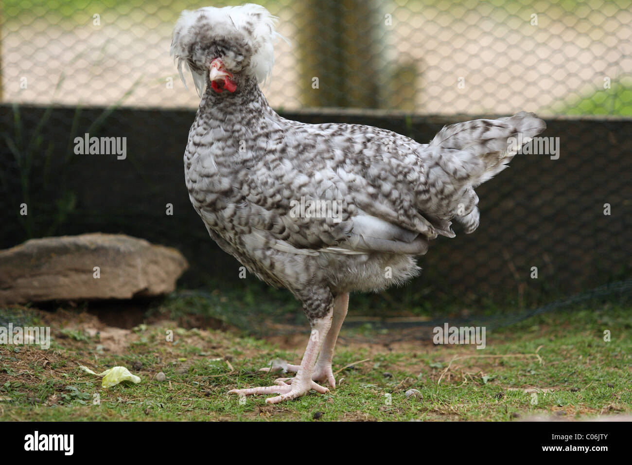 Chicken stand hi-res stock photography and images - Alamy