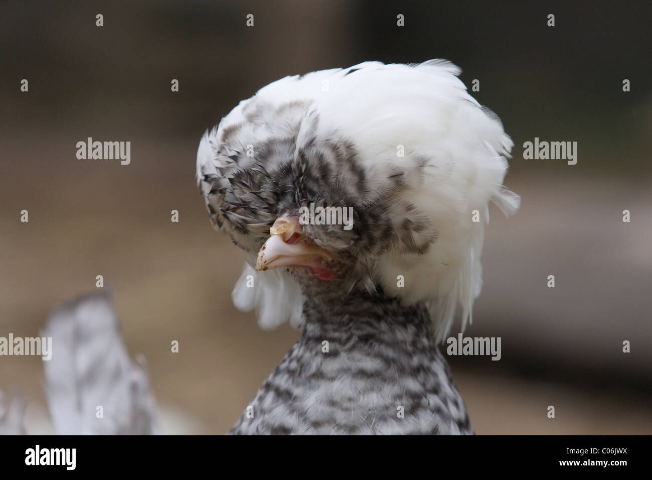 Chickens heads hi-res stock photography and images - Alamy