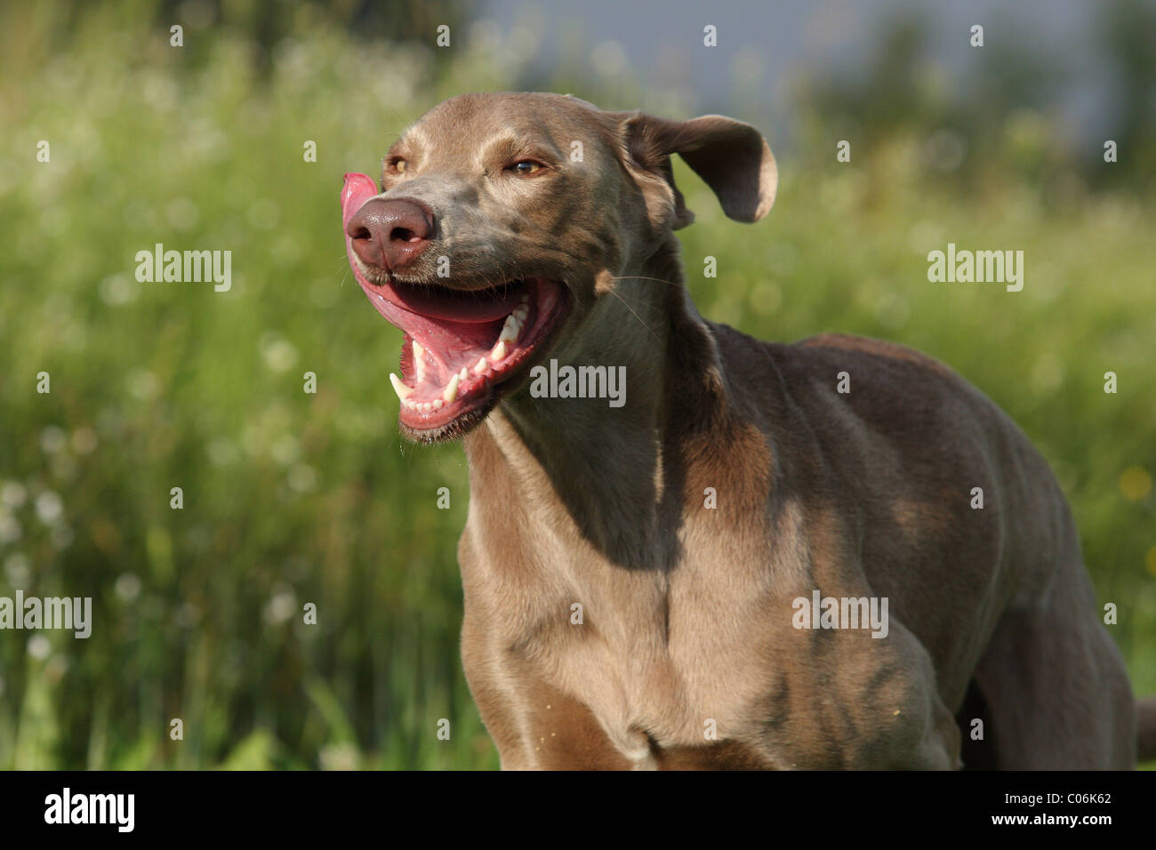 Running Weimaraner High Resolution Stock Photography and Images - Alamy