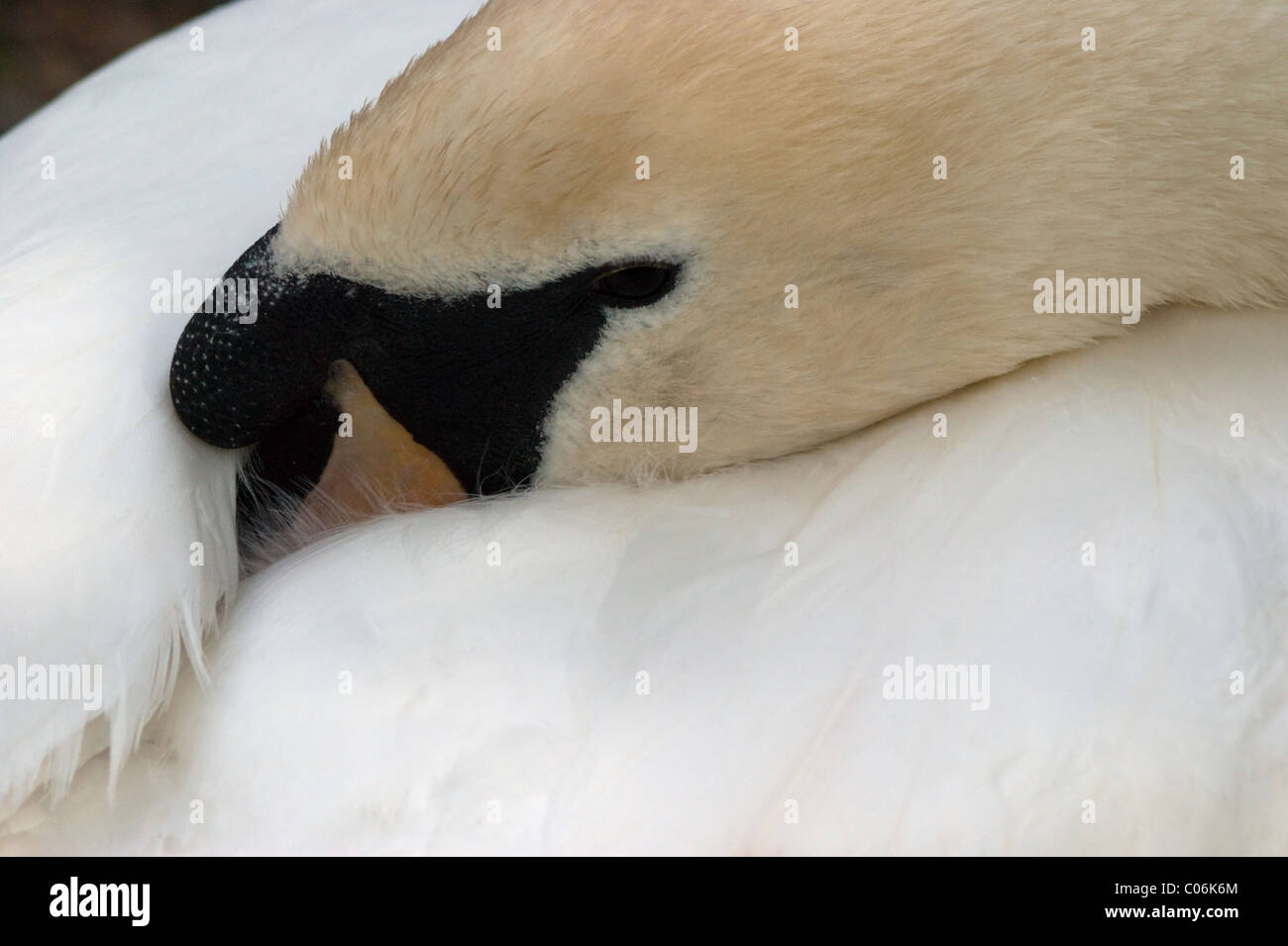 Adult bird hi-res stock photography and images - Alamy