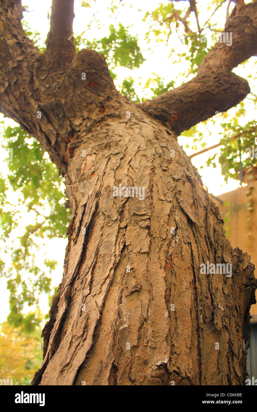 Neem tree hi-res stock photography and images - Alamy